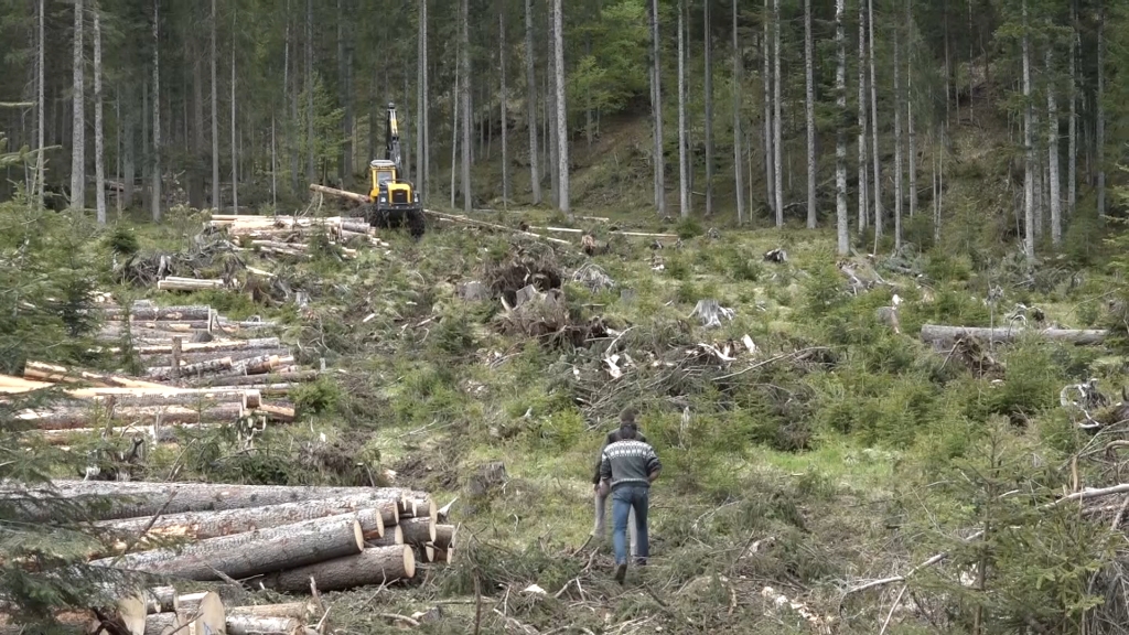 Procede la pulizia in Val Visdende – Telebelluno
