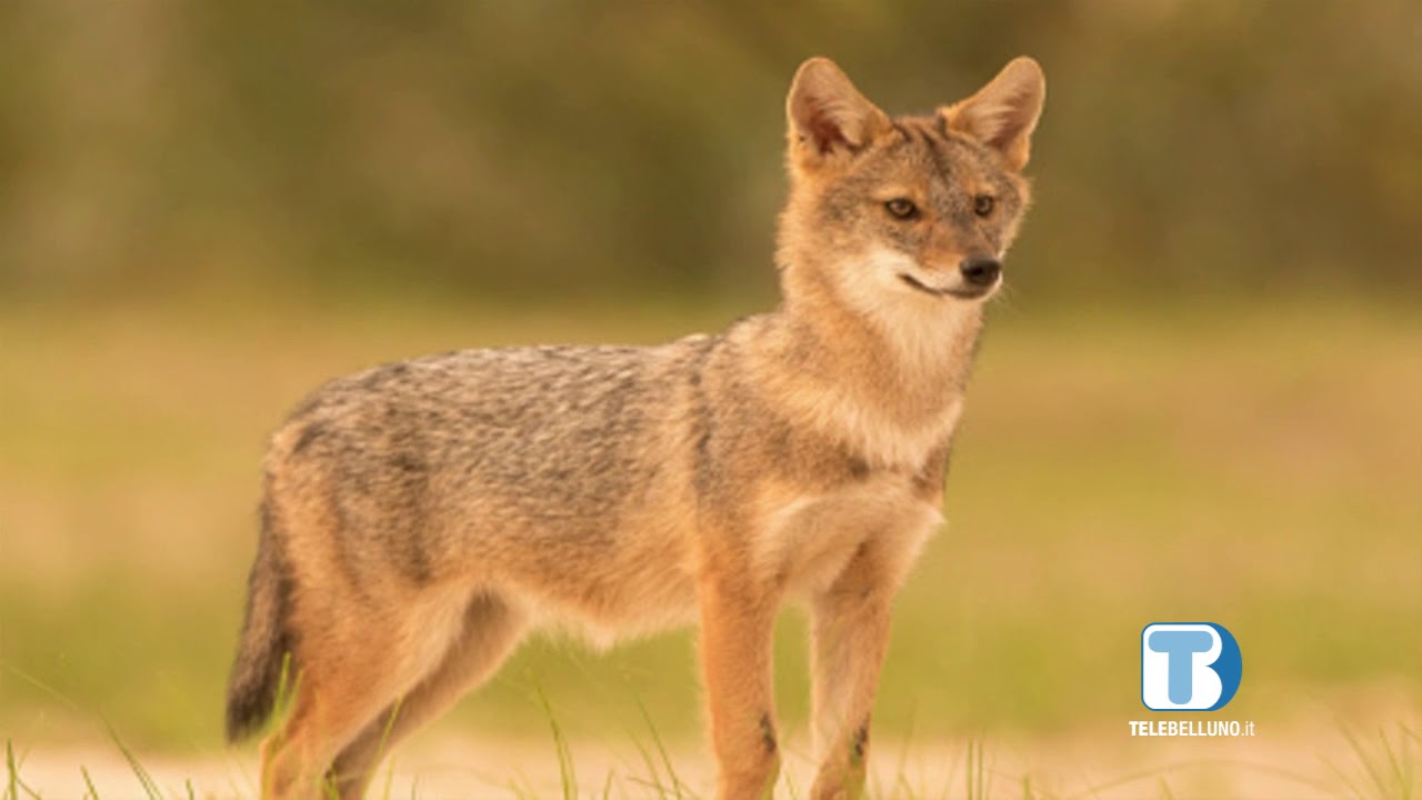 Scoperta una famiglia di sciacalli dorati – Telebelluno